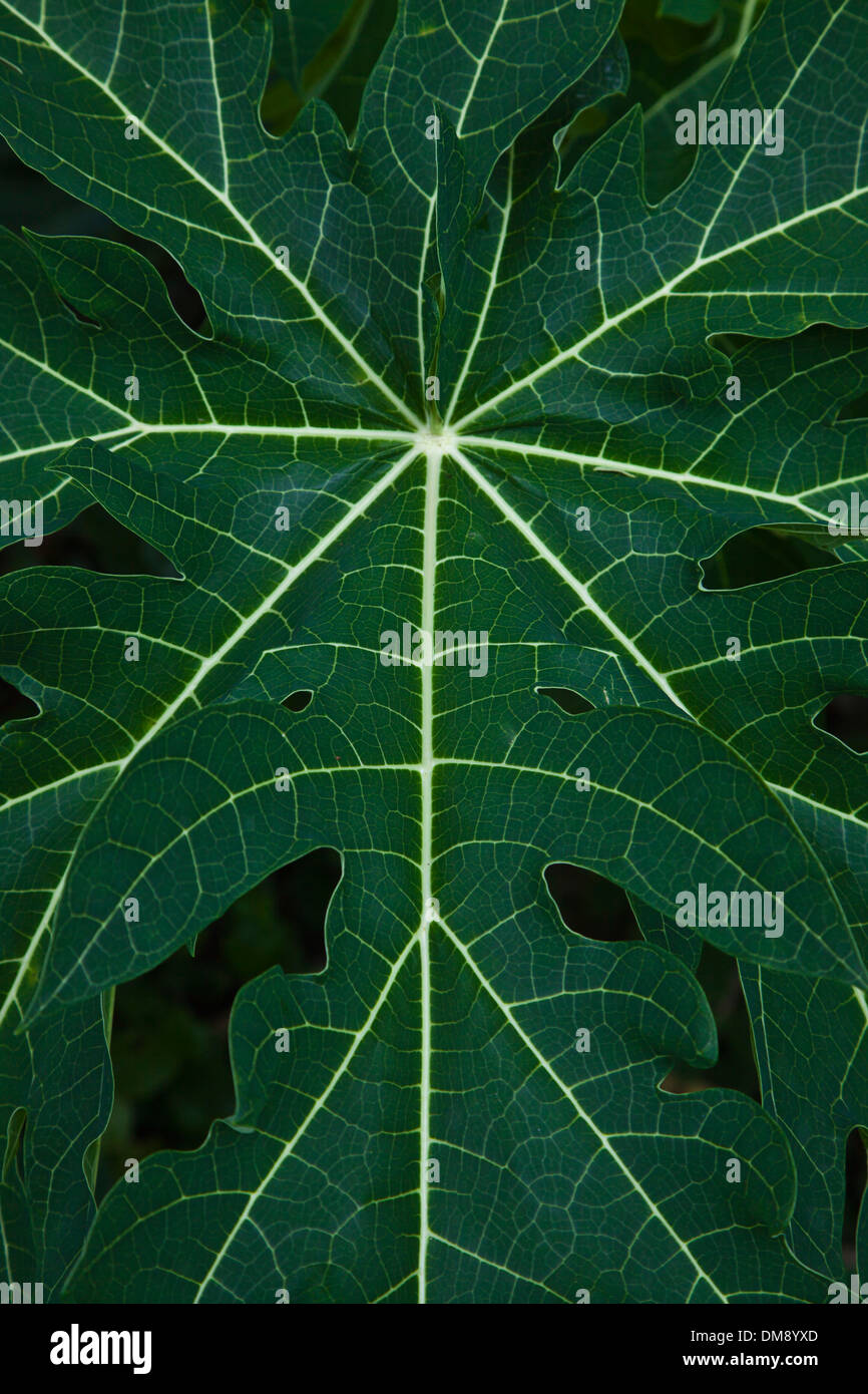 Plant leaf pattern hi-res stock photography and images - Alamy