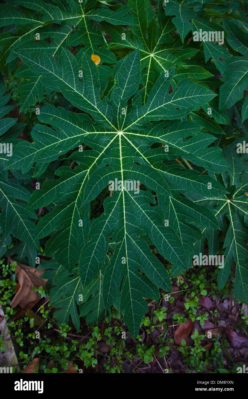 Vertical leaf pattern hi-res stock photography and images - Alamy