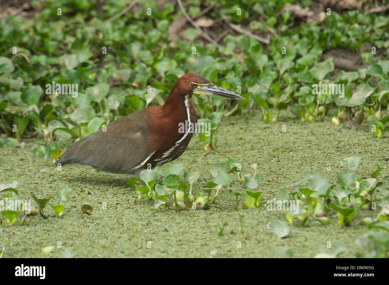 Rufescent Tiger Heron or Soco-Boi (Tigrisoma lineatum), The Pantanal ...