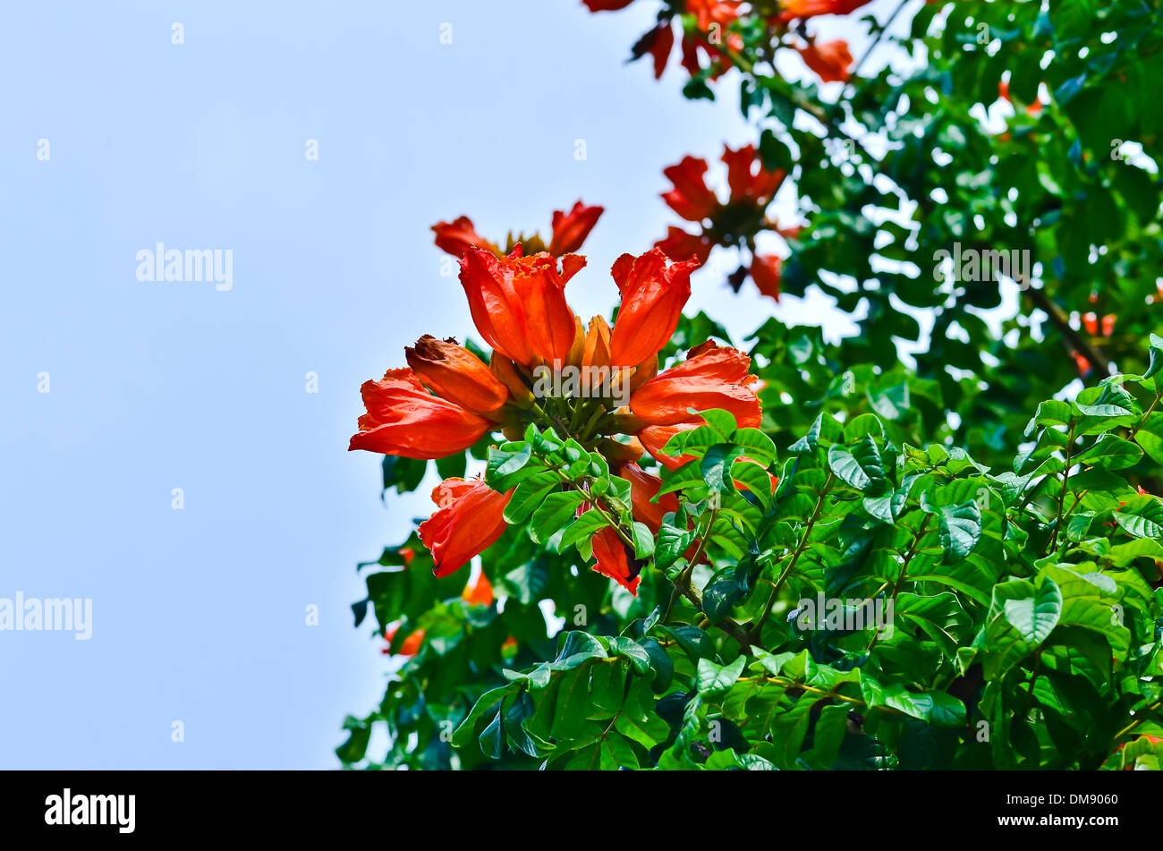 African tulip tree hi-res stock photography and images - Alamy