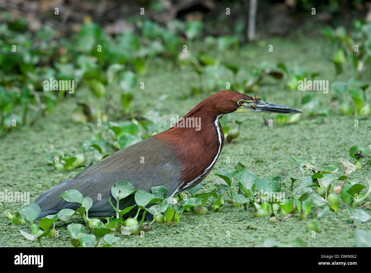 Rufescent Tiger Heron or Soco-Boi (Tigrisoma lineatum), The Pantanal ...