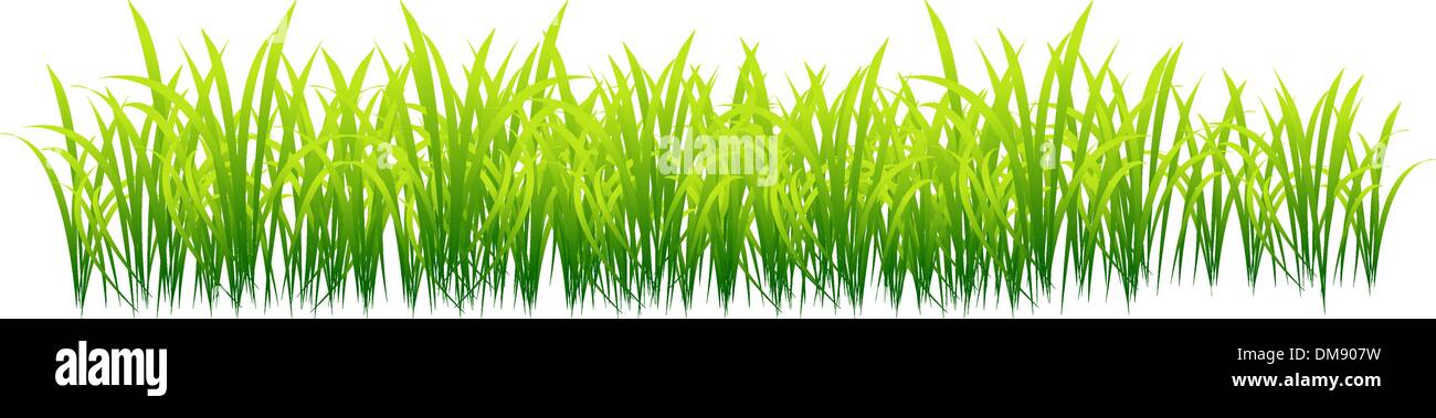 Spring, green grass for your design Stock Vector Image & Art - Alamy