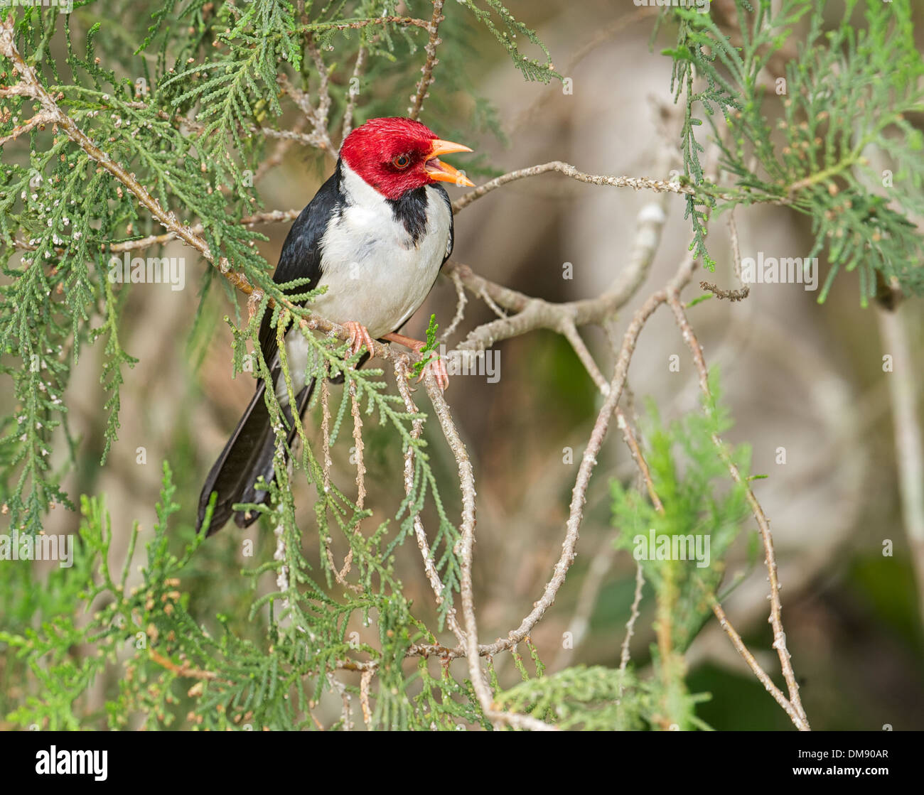 Yellow-billed Cardinal (Paroaria capitata), The Pantanal, Mato Grosso ...