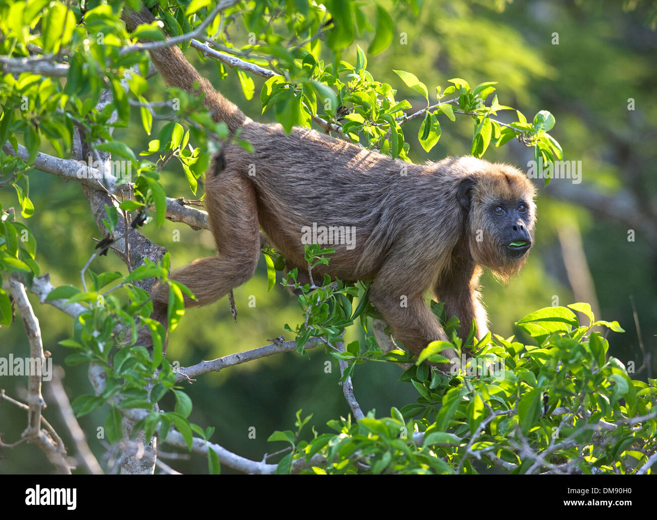 Black Howler Monkey (Alouatta caraya) female, The Pantanal, Mato Grosso ...