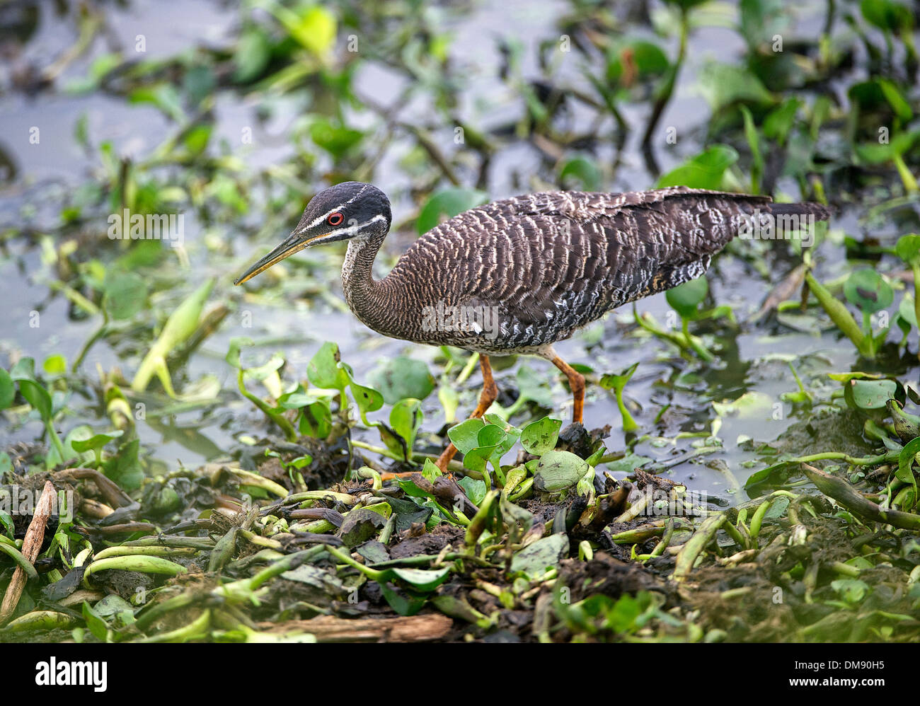 Sungrebe (Heliornis fulica) or American Finfoot, The Pantanal, Mato ...