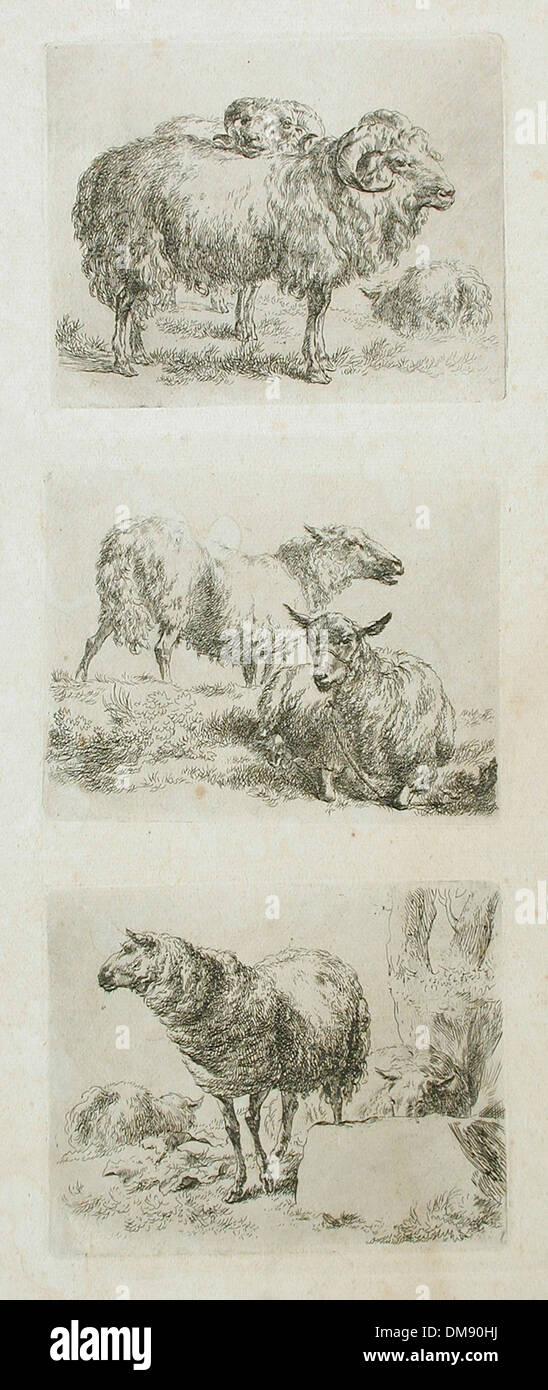 This set of three etchings depicting sheep showcases the intersection ...