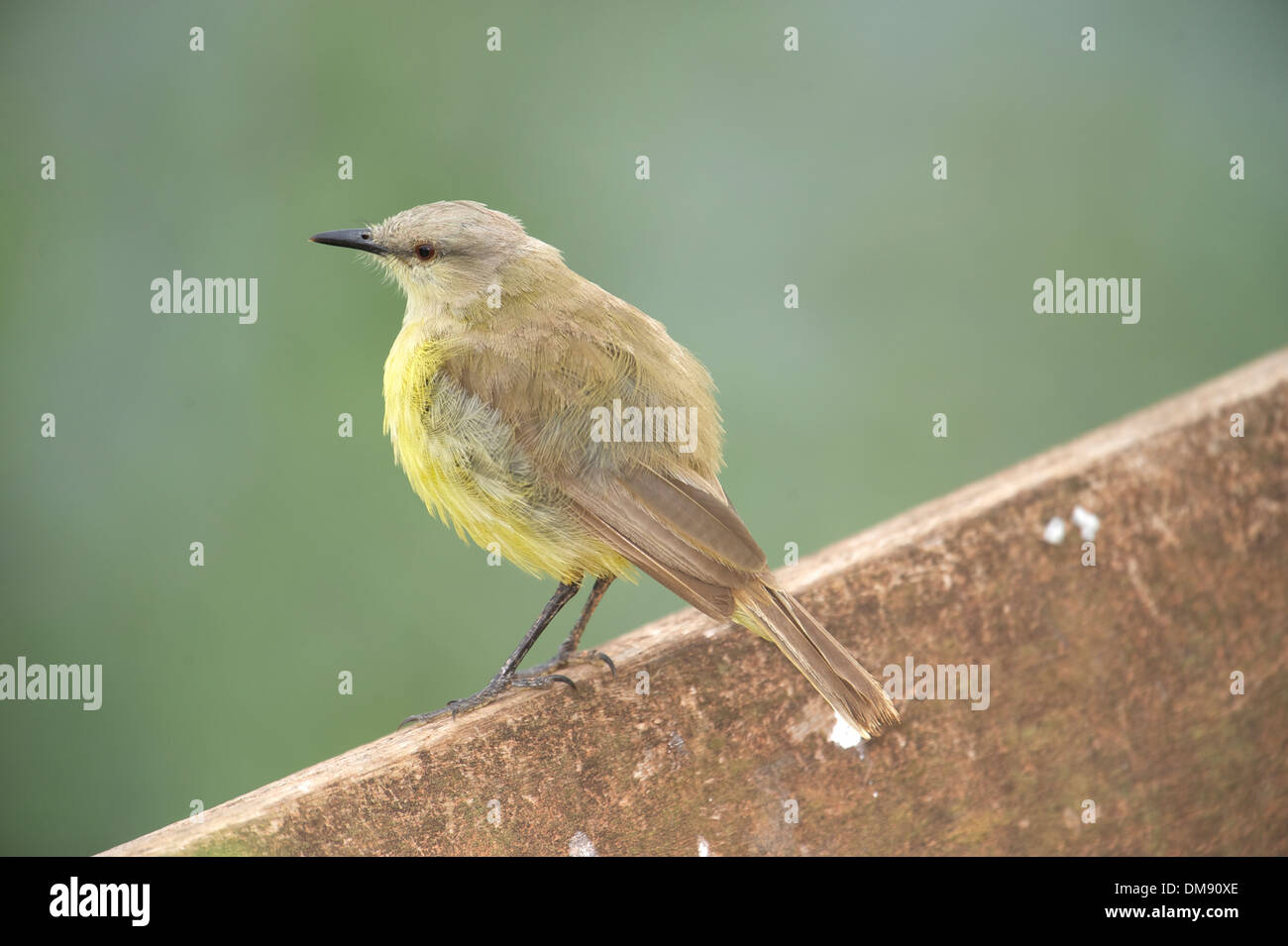 Cattle Tyrant (Machetornis rixosus), Jardim d' Amazonia Ecolodge, Mato ...