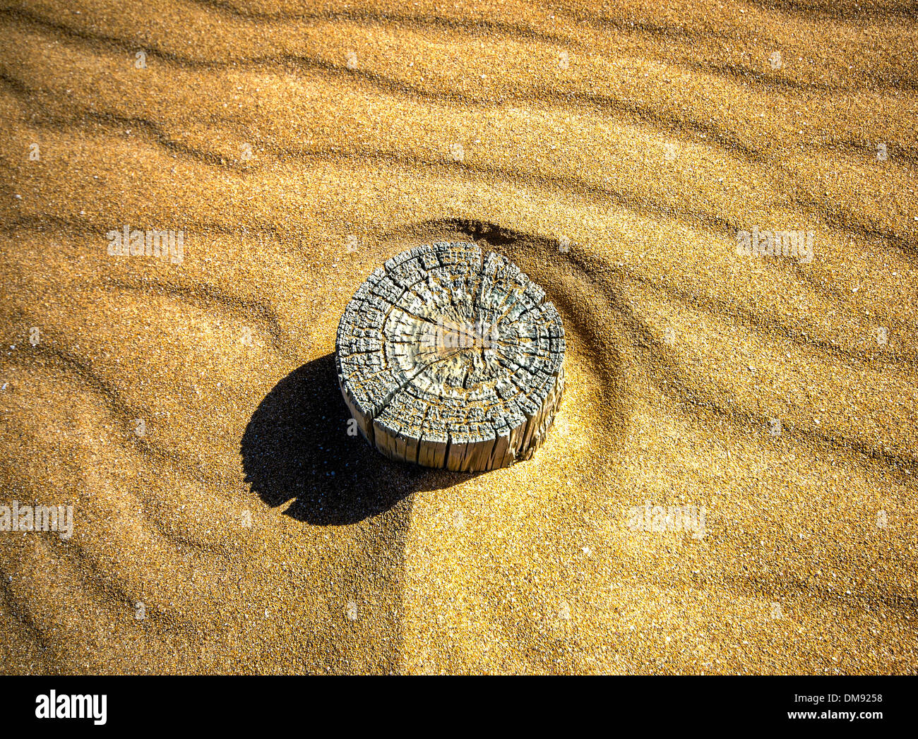 Tree stump in the dunes, showing some sand patterns and tree rings ...