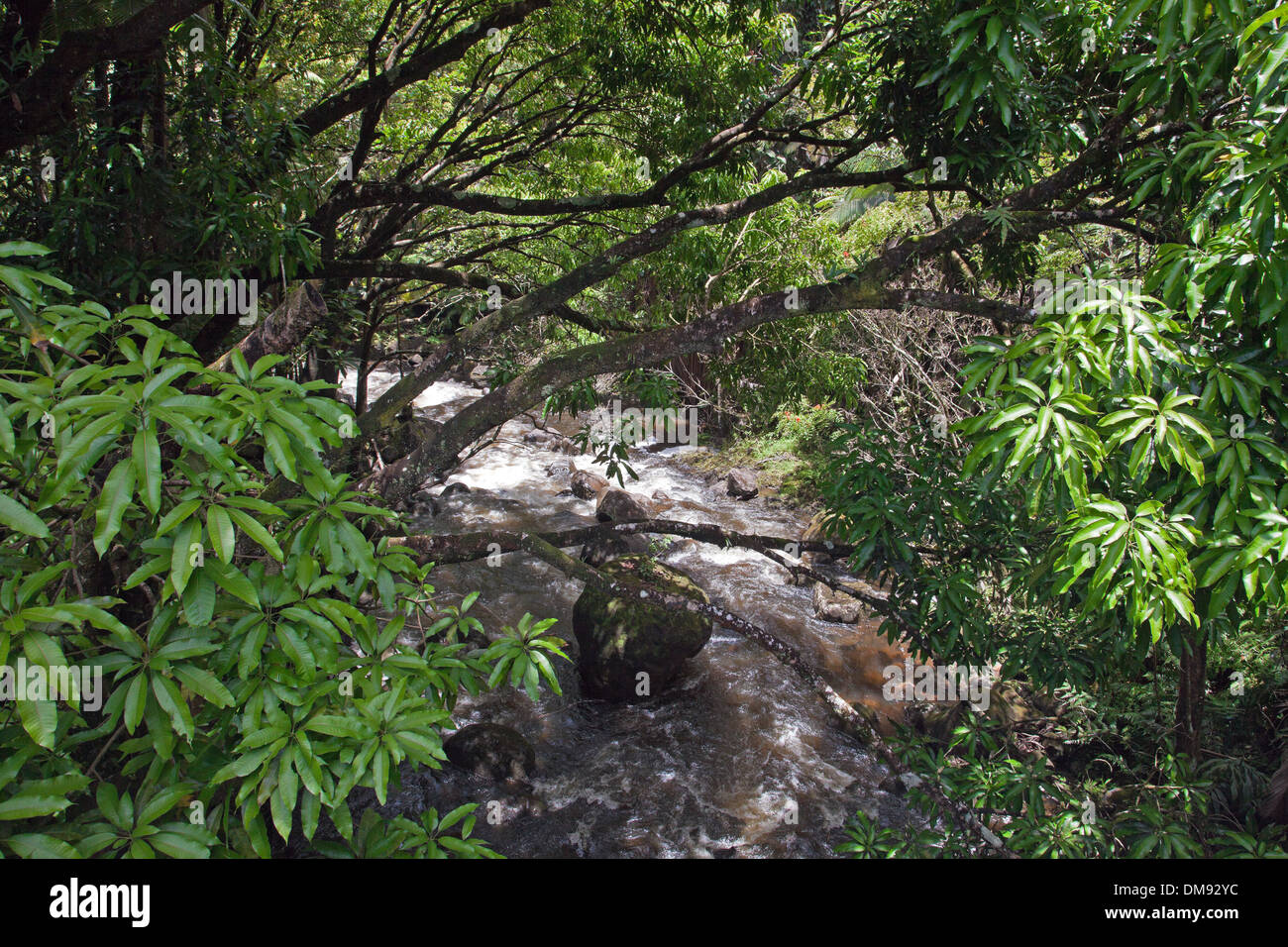 Hawaii wild nature hi-res stock photography and images - Alamy