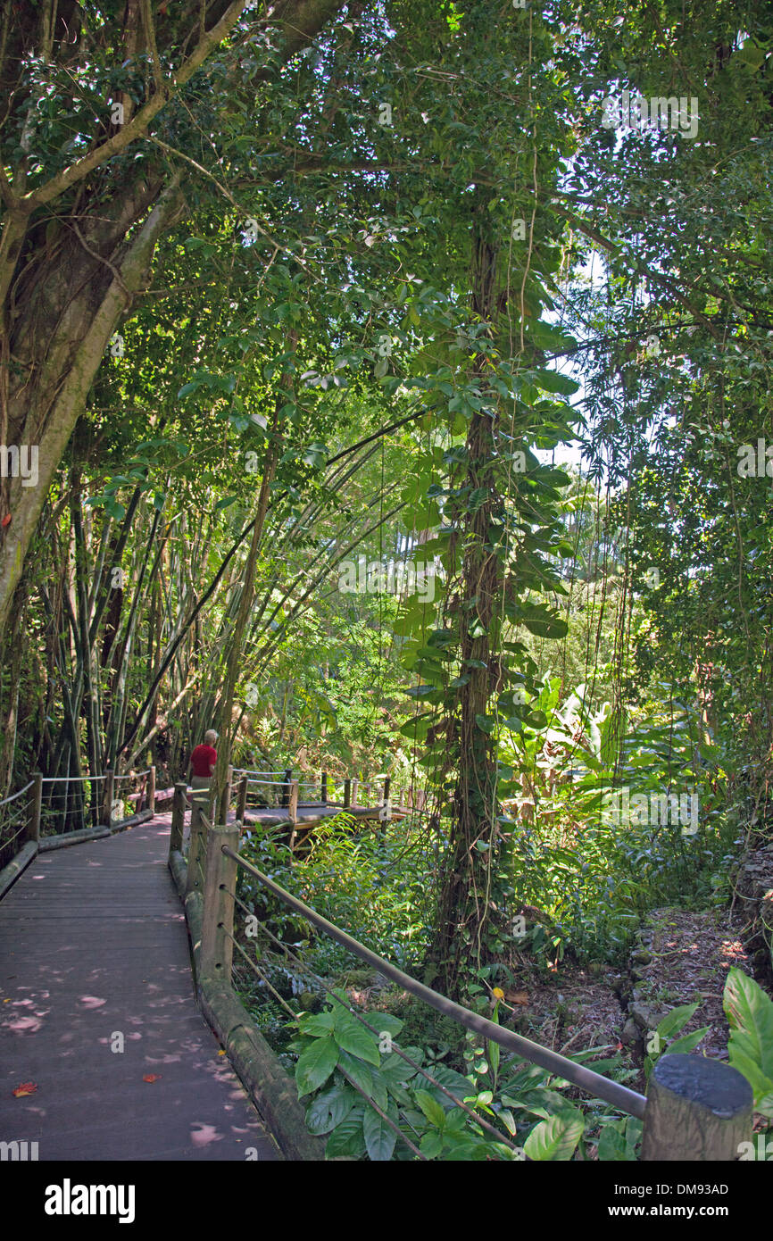 Entry walk into the Hawaii Tropical Botanical Garden takes visitors ...