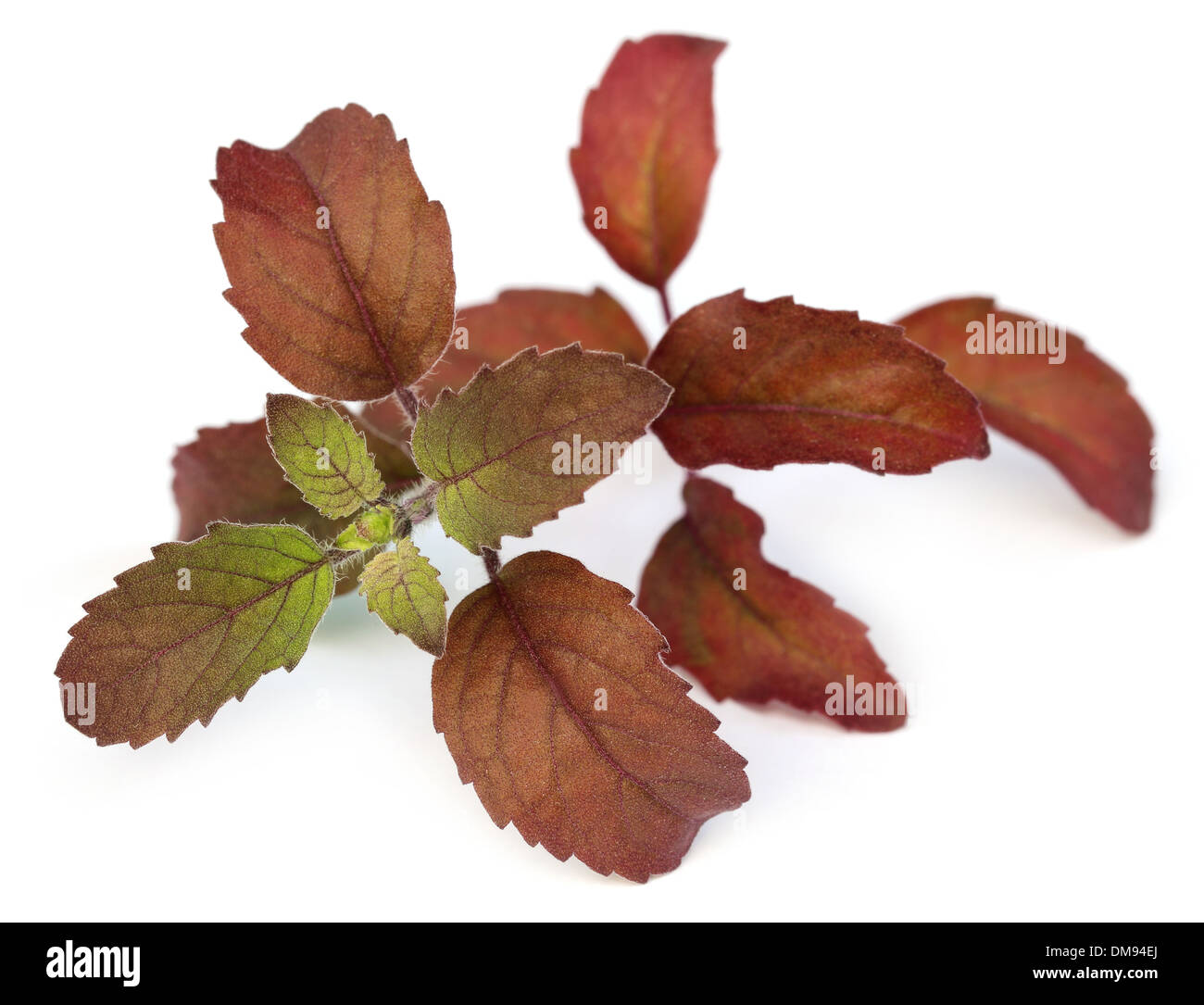 Closeup of red basil leaves over white background Stock Photo - Alamy