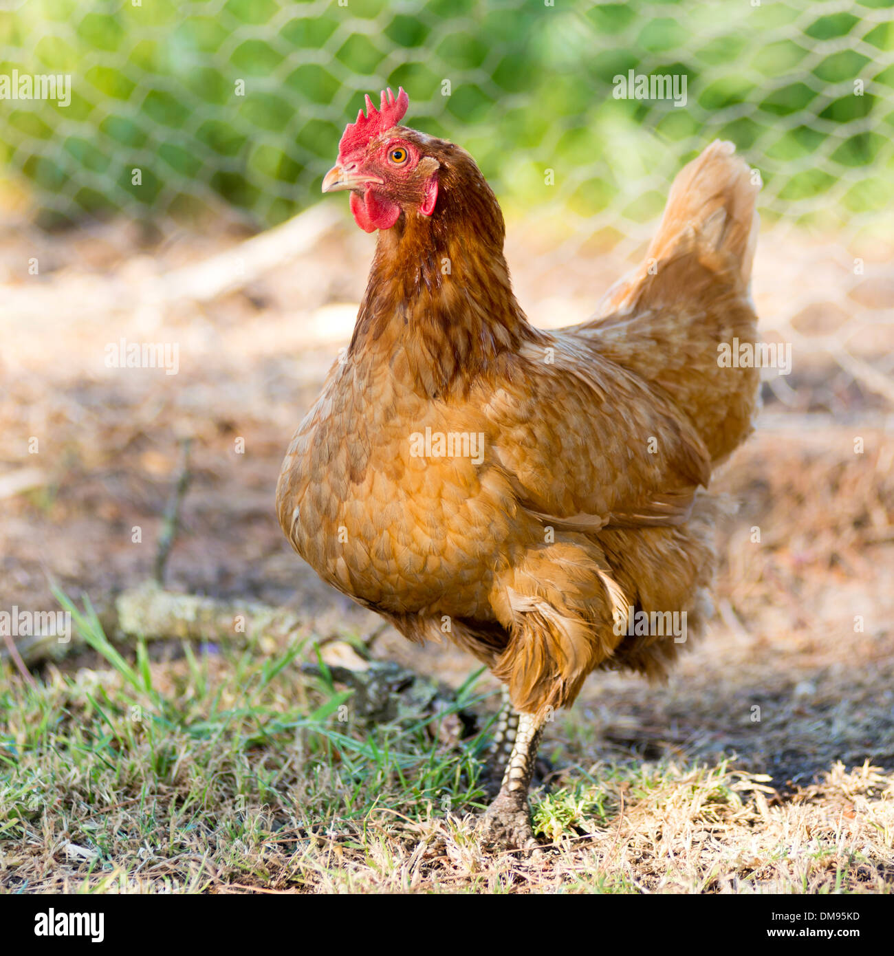 Chicken wanders around the yard on a small farm Stock Photo - Alamy