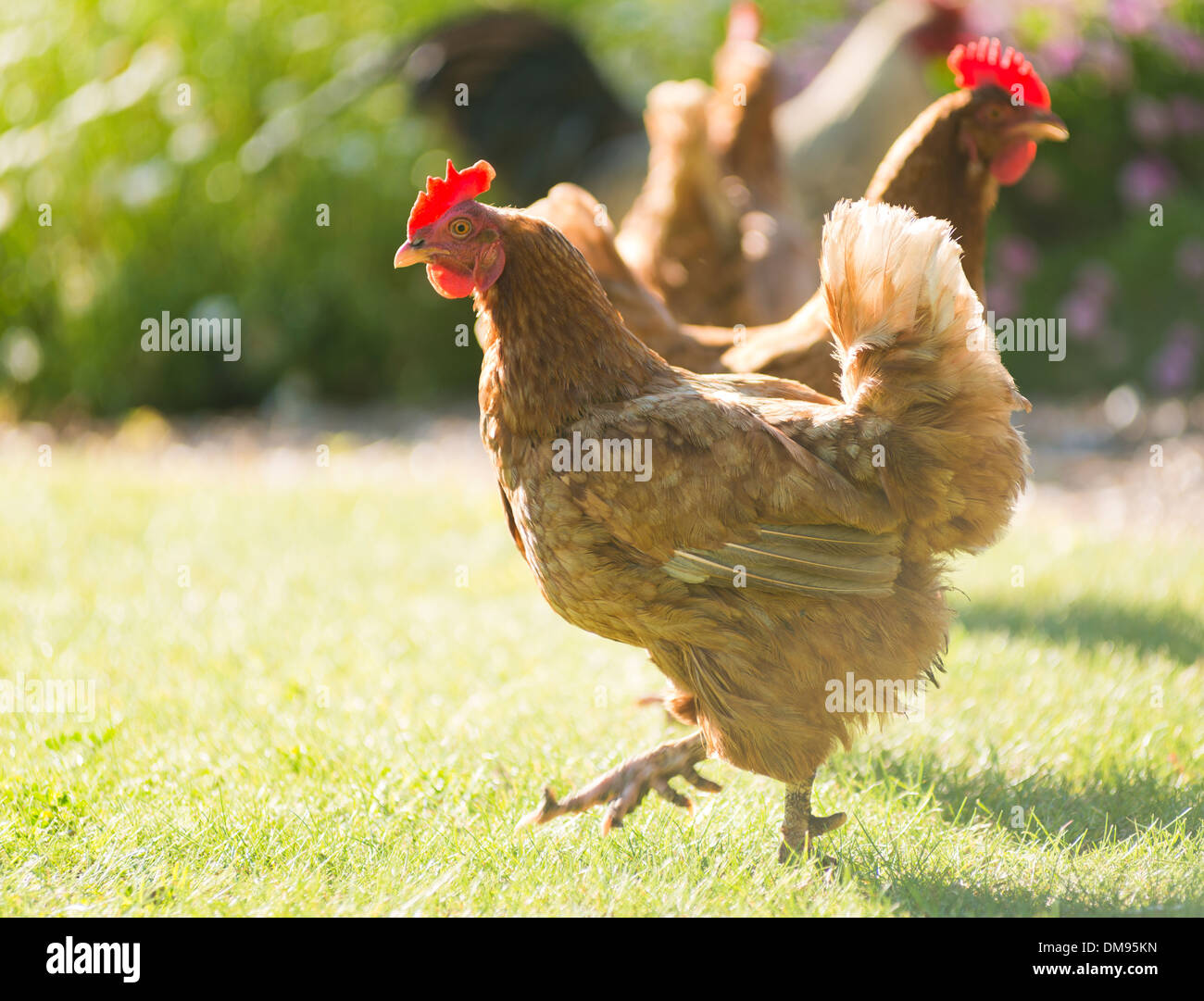 Free range chickens roam the yard on a small farm Stock Photo - Alamy