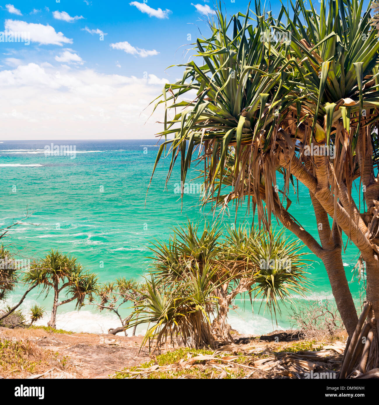 Pandanus palm trees populate North Stradbroke Island, Australia Stock ...