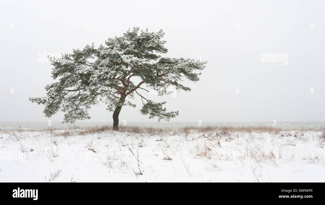 Single tree in winter landscape hi-res stock photography and images - Alamy
