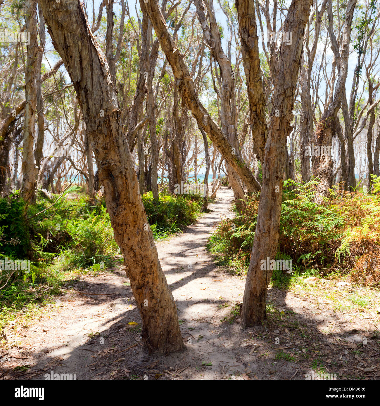 A little track winds its way through trees heading to the beach Stock ...