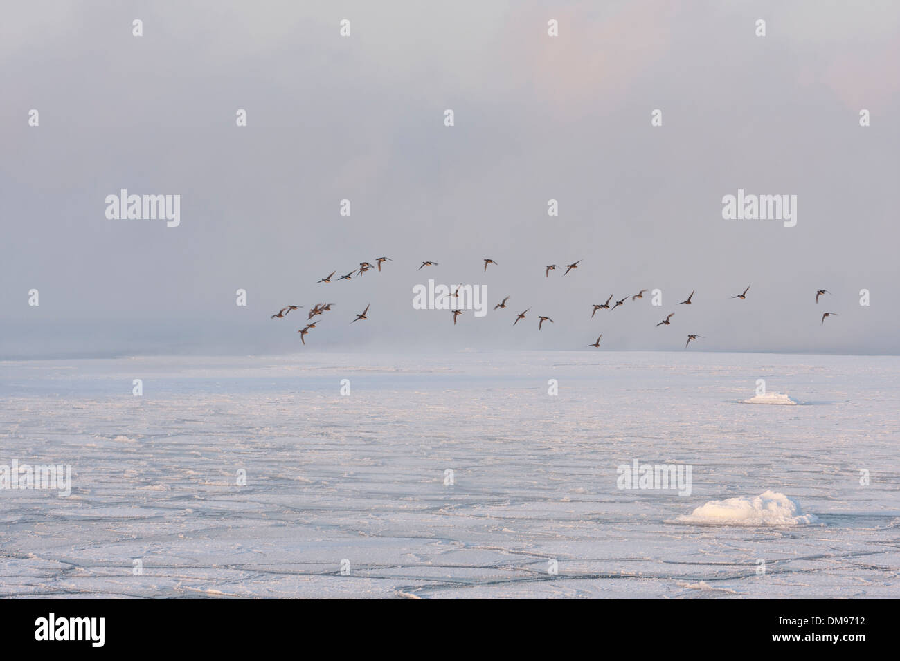 Birds flying over frozen sea Stock Photo - Alamy