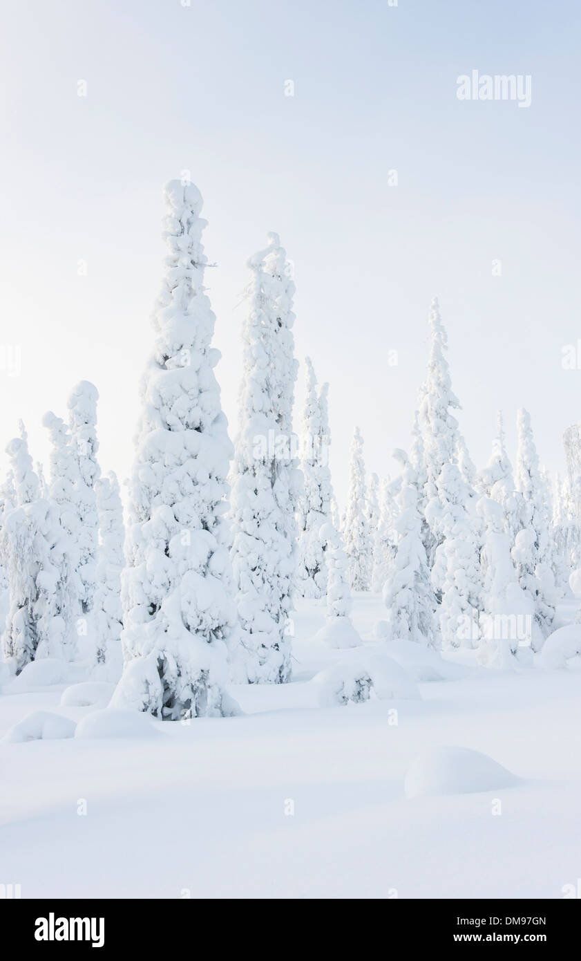 Snowy forest with tall slim trees covered with snow in Lapland, Finland ...