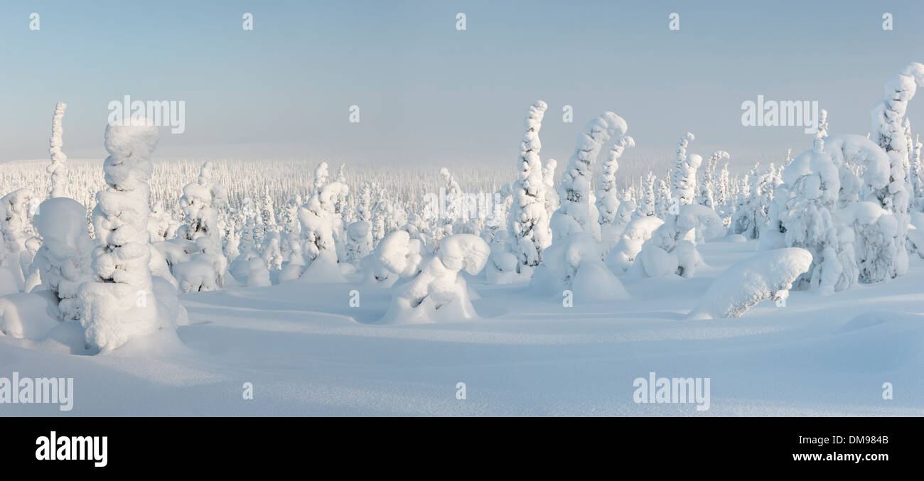 Snowy forest with tall slim trees under snow in Lapland, Finland at ...