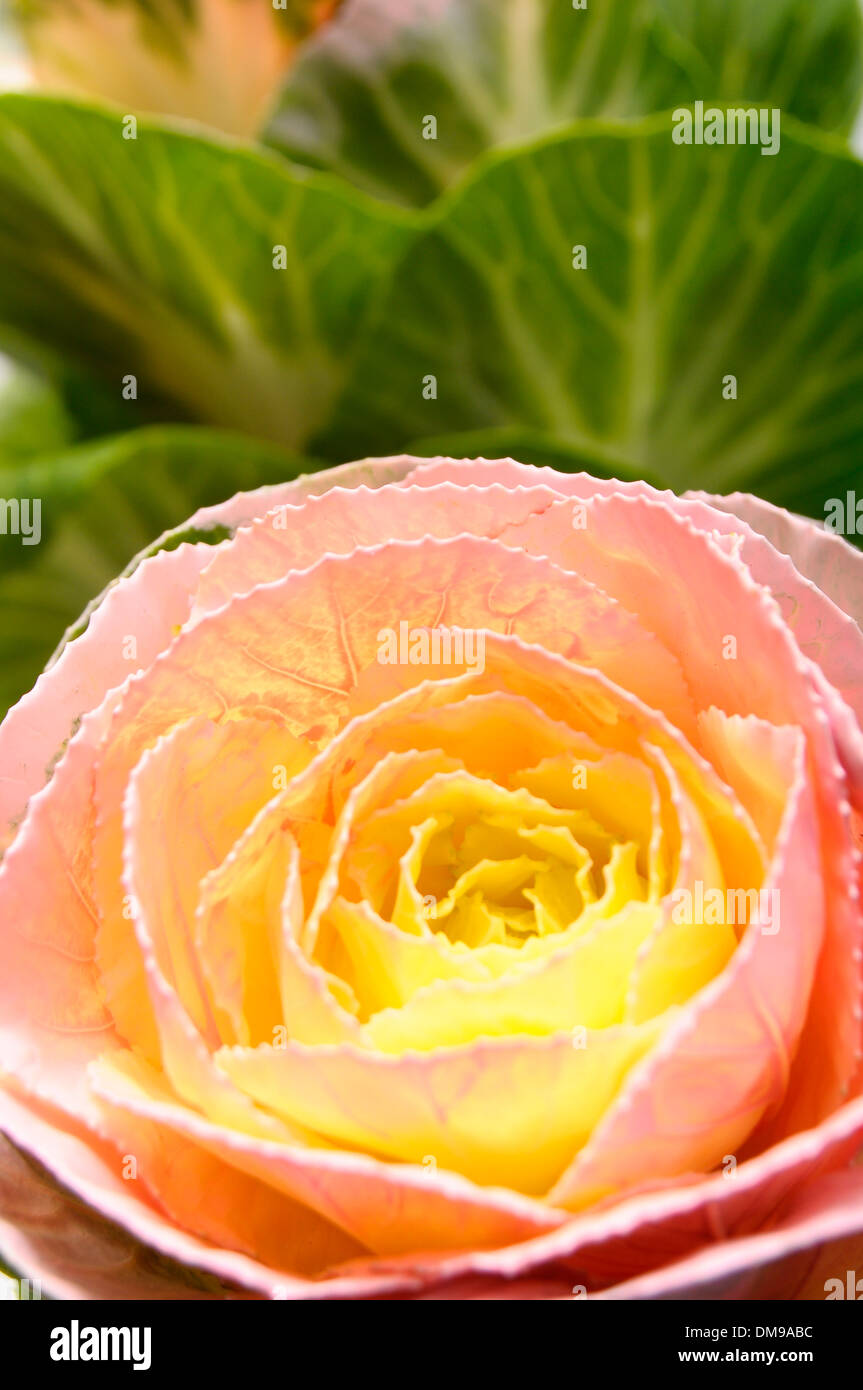 Colored petals hi-res stock photography and images - Alamy