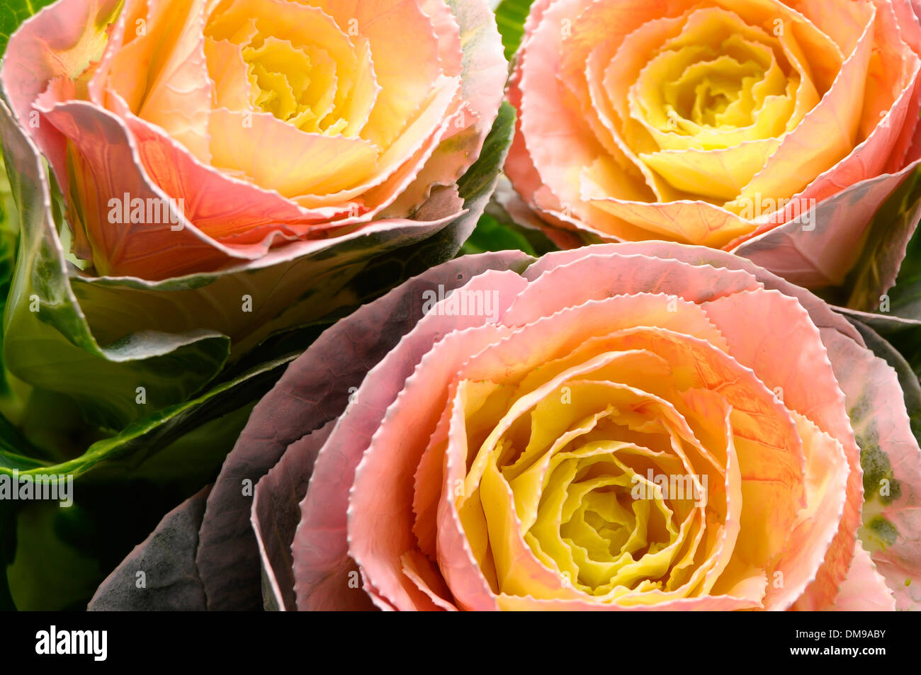 Colored petals hi-res stock photography and images - Alamy