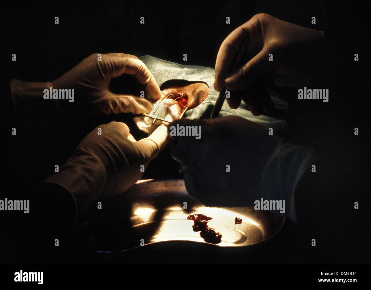 Evisceration hi-res stock photography and images - Alamy