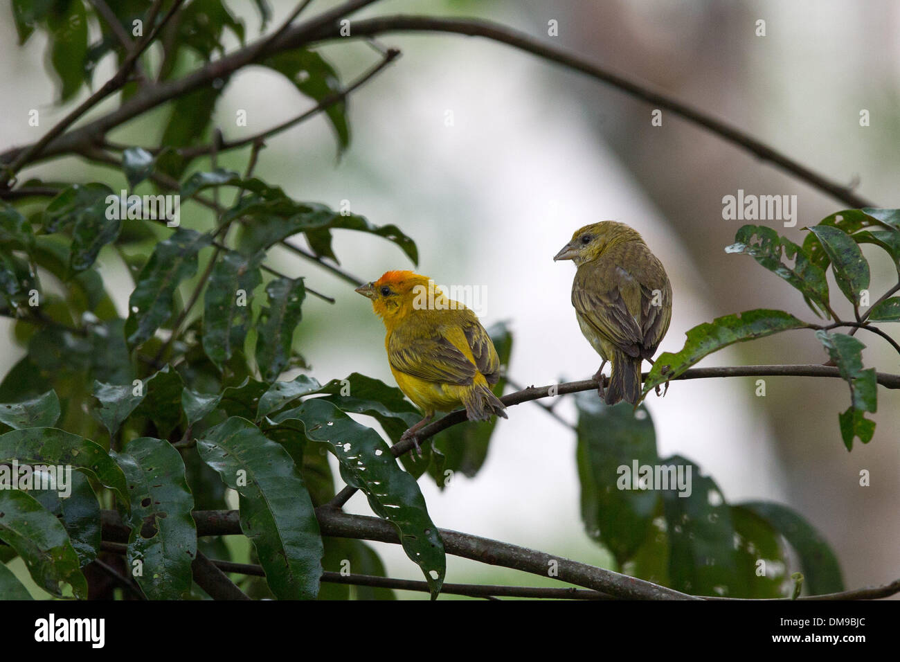 Moist broadleaf forest hi-res stock photography and images - Alamy