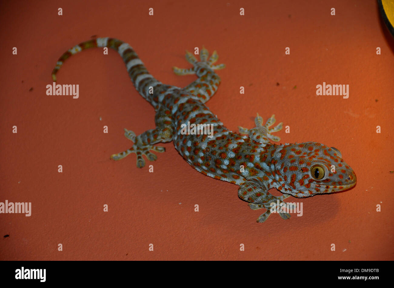 Wall lizard gecko hi-res stock photography and images - Alamy