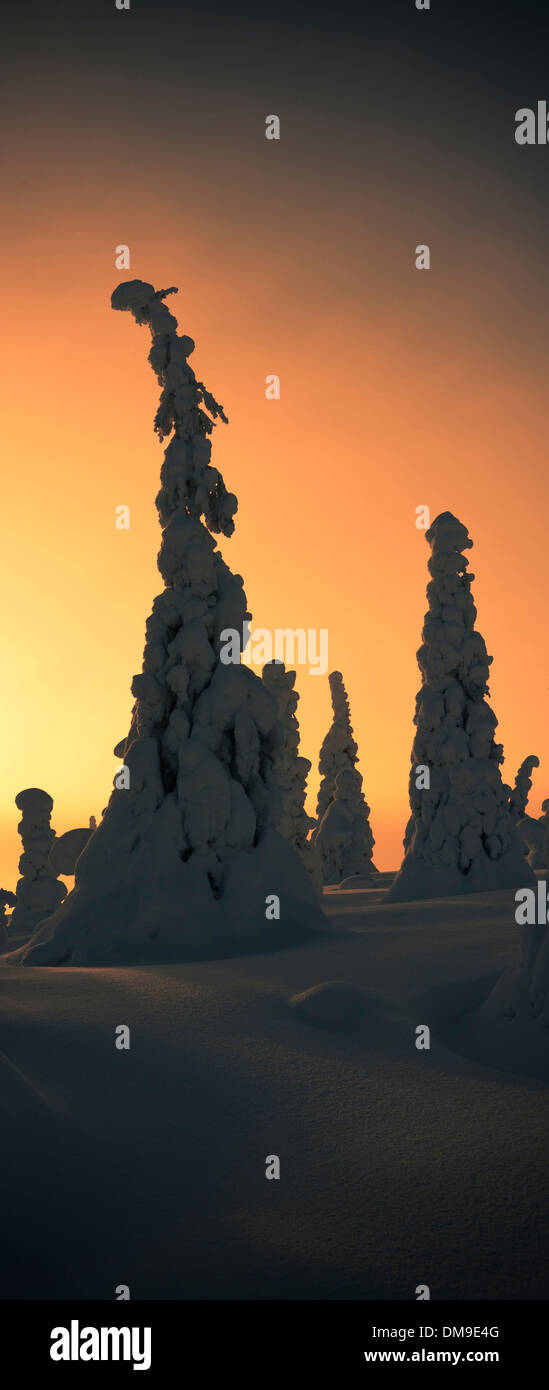 Tall slim trees hi-res stock photography and images - Alamy