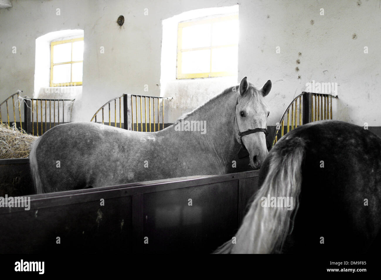 White horse behind the bars of a stable Stock Photo - Alamy