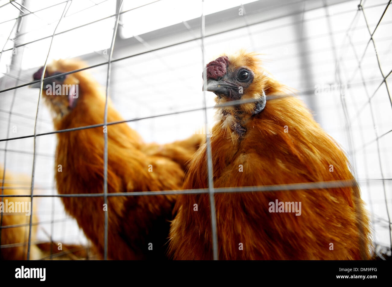 Japanese farm chicken inside a cage at an agricultural fair Stock Photo ...