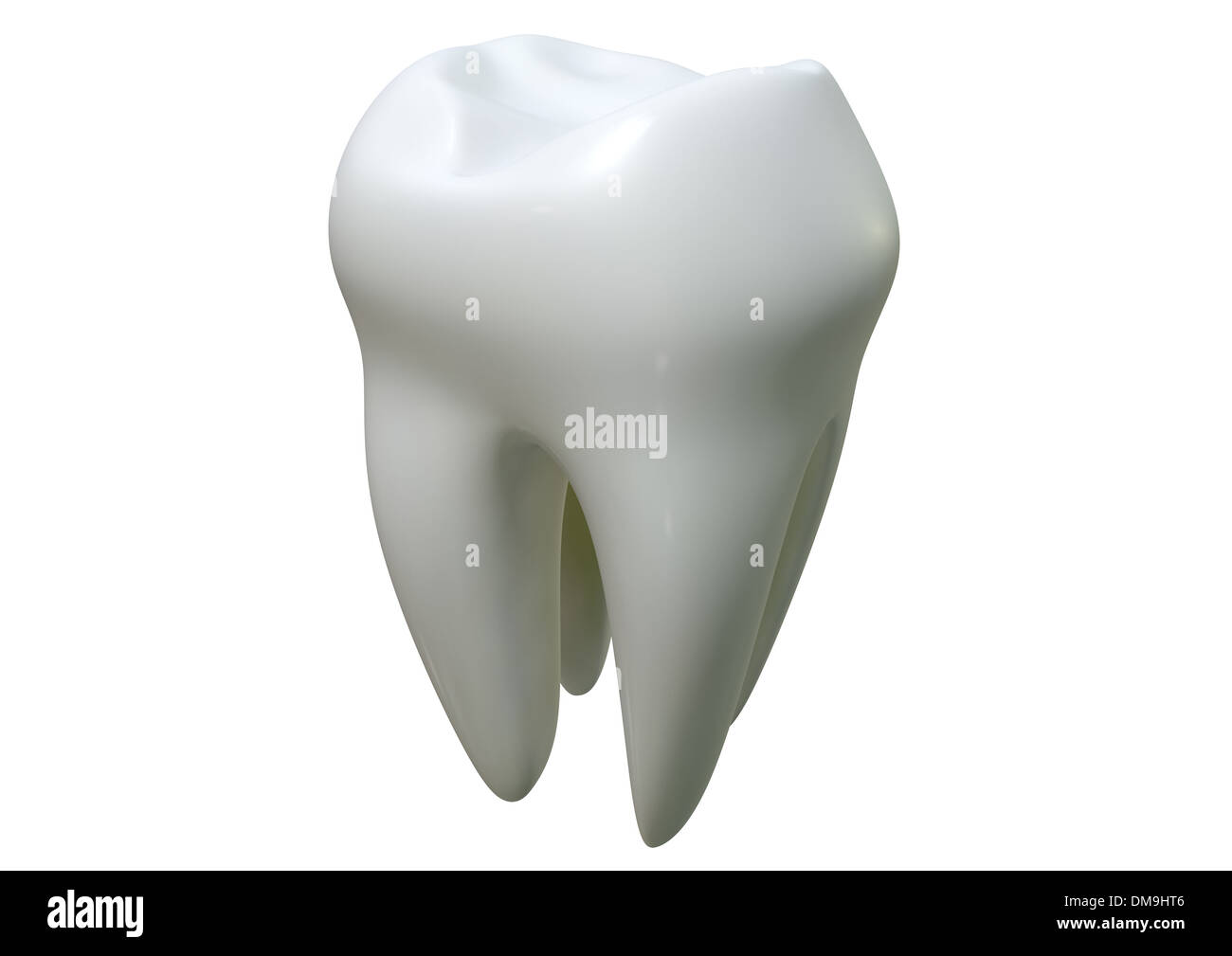 A clean single molar tooth and roots on an isolated white background ...
