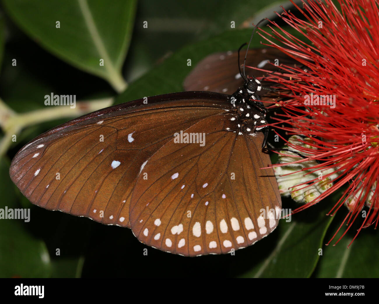 Common Crow butterfly a.k.a. Common Indian or Australian Crow ( Euploea ...