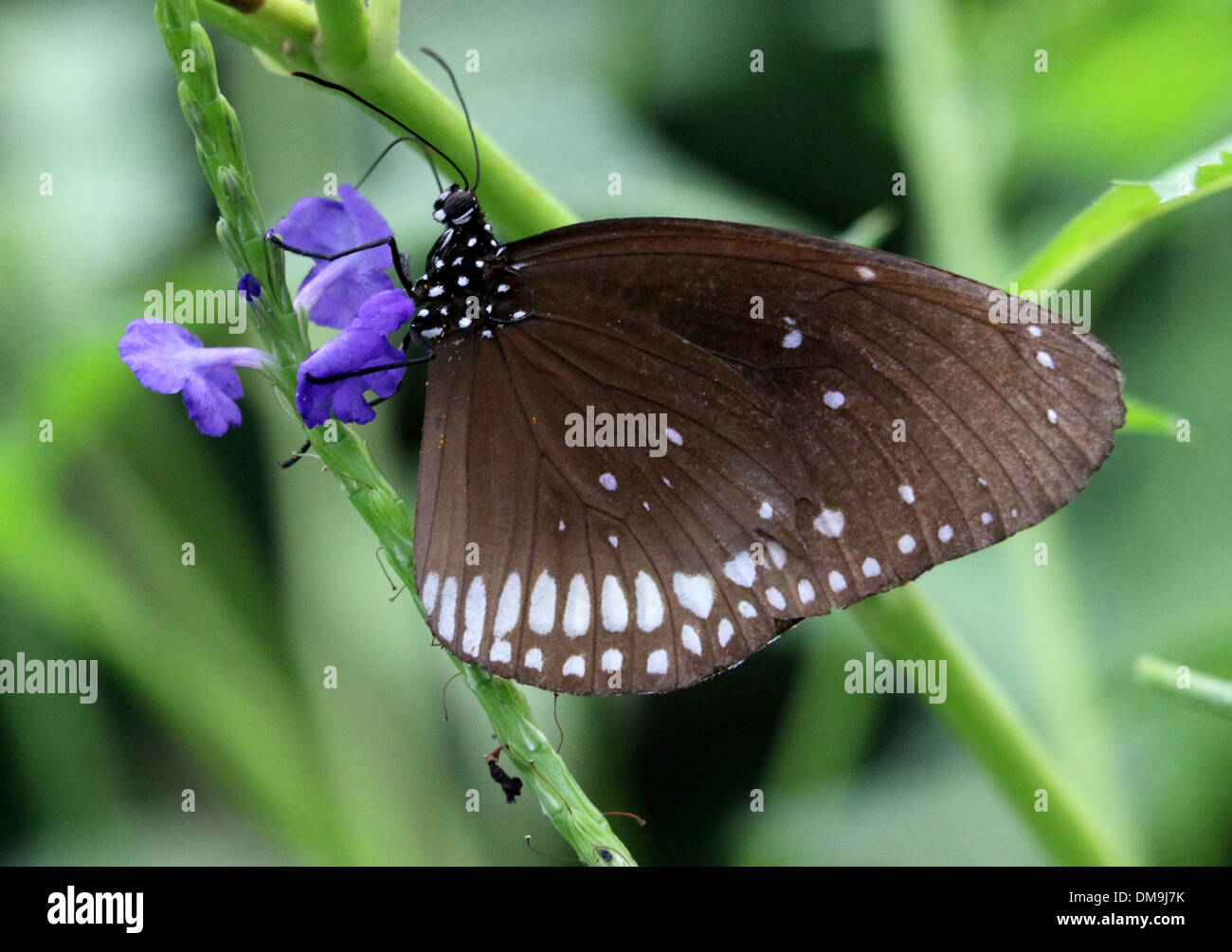 Common Crow butterfly a.k.a. Common Indian or Australian Crow (Euploea ...