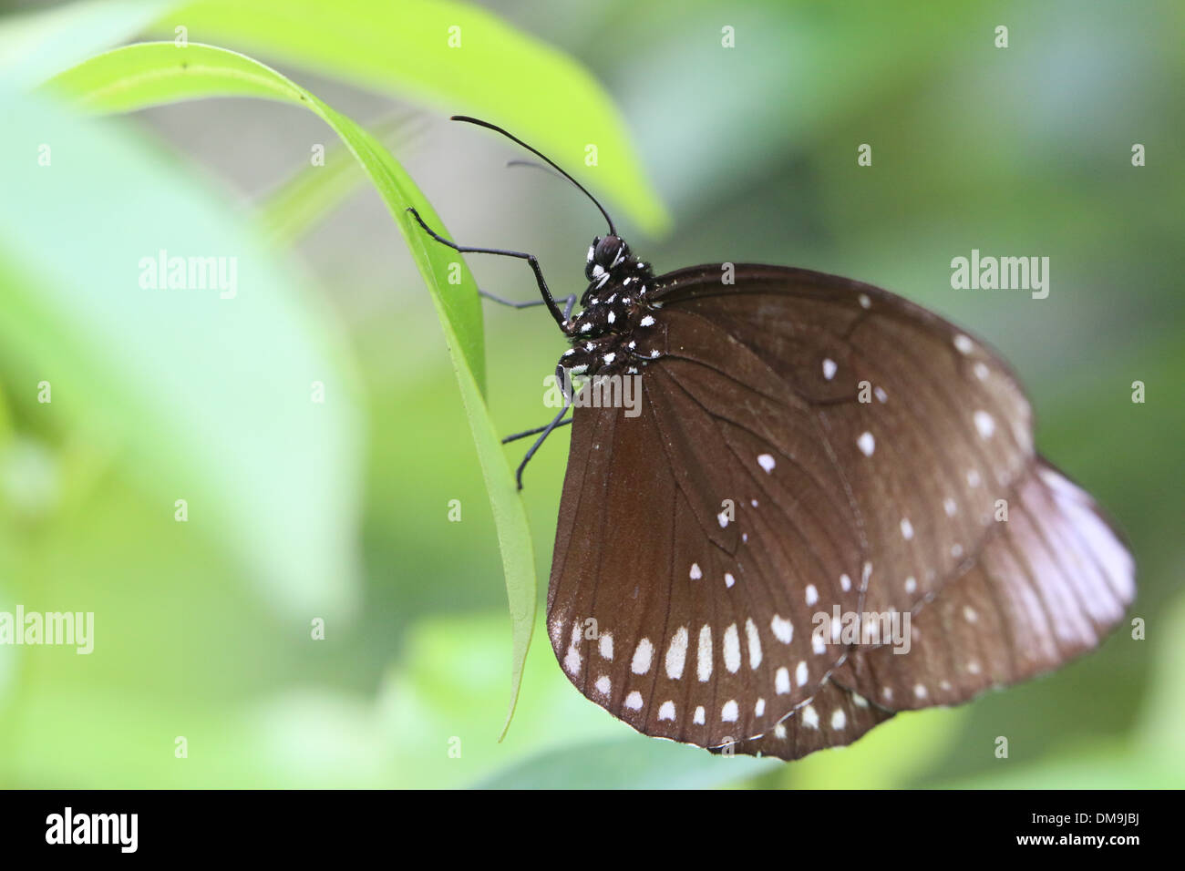 Common Crow butterfly a.k.a. Common Indian or Australian Crow ( Euploea ...