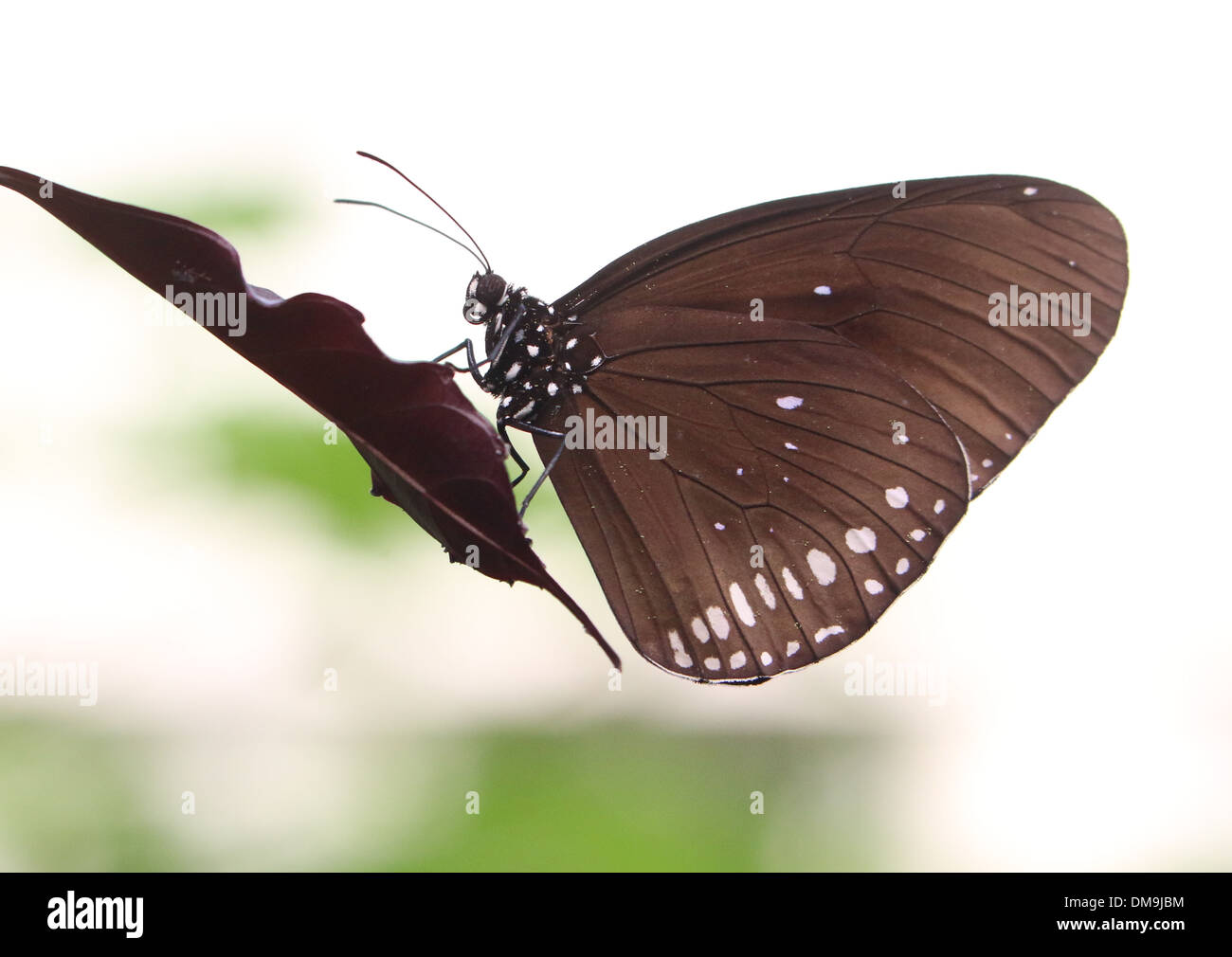Common Crow butterfly a.k.a. Common Indian or Australian Crow ( Euploea ...
