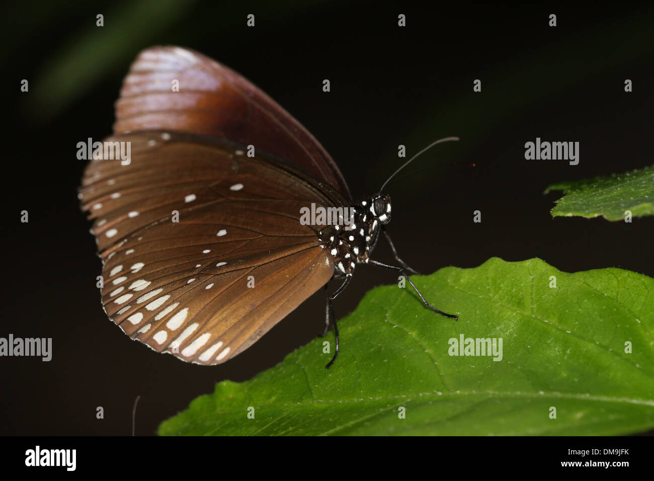 Common Crow butterfly a.k.a. Common Indian or Australian Crow ( Euploea ...