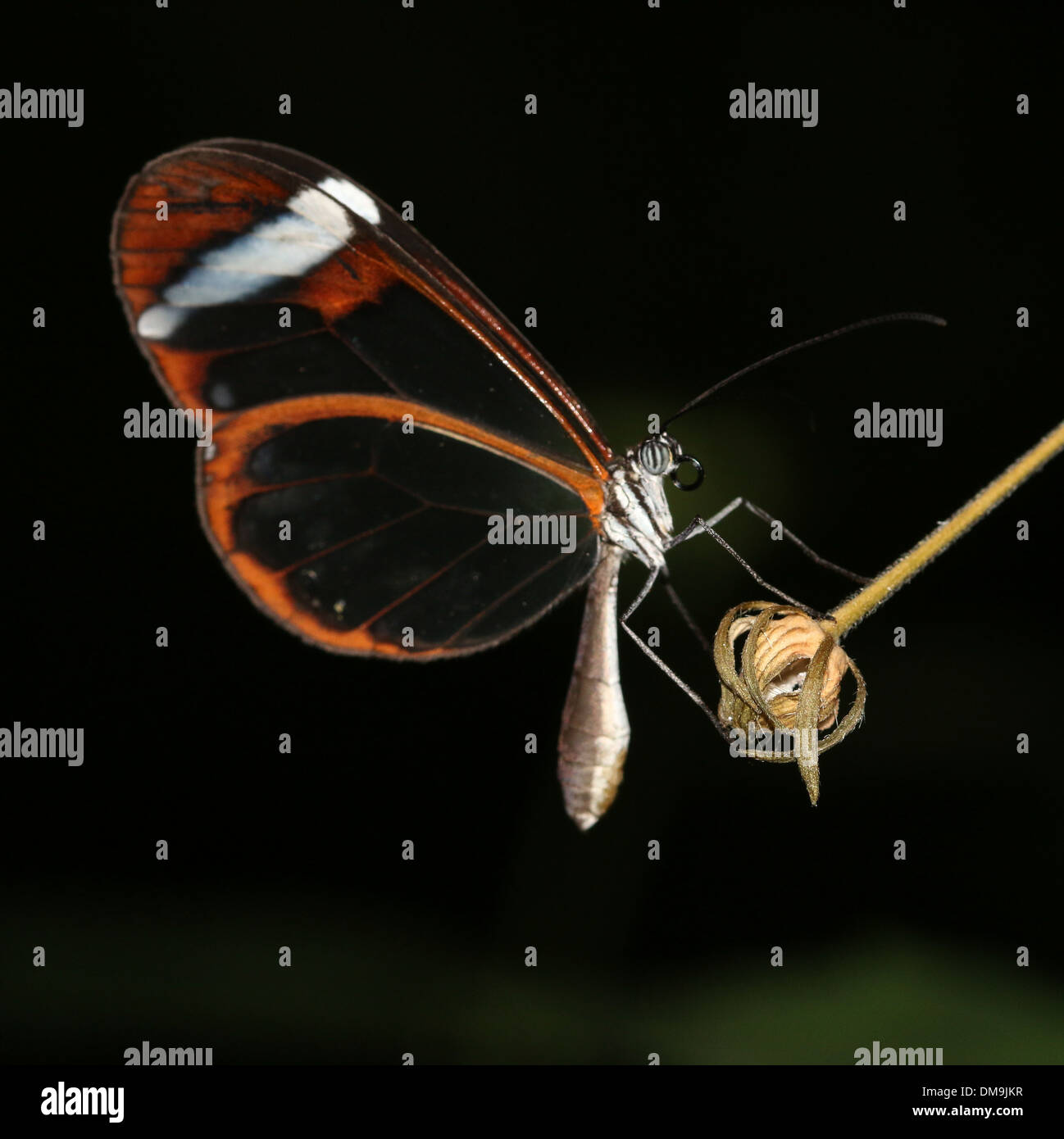Glass Winged Butterfly High Resolution Stock Photography and Images - Alamy