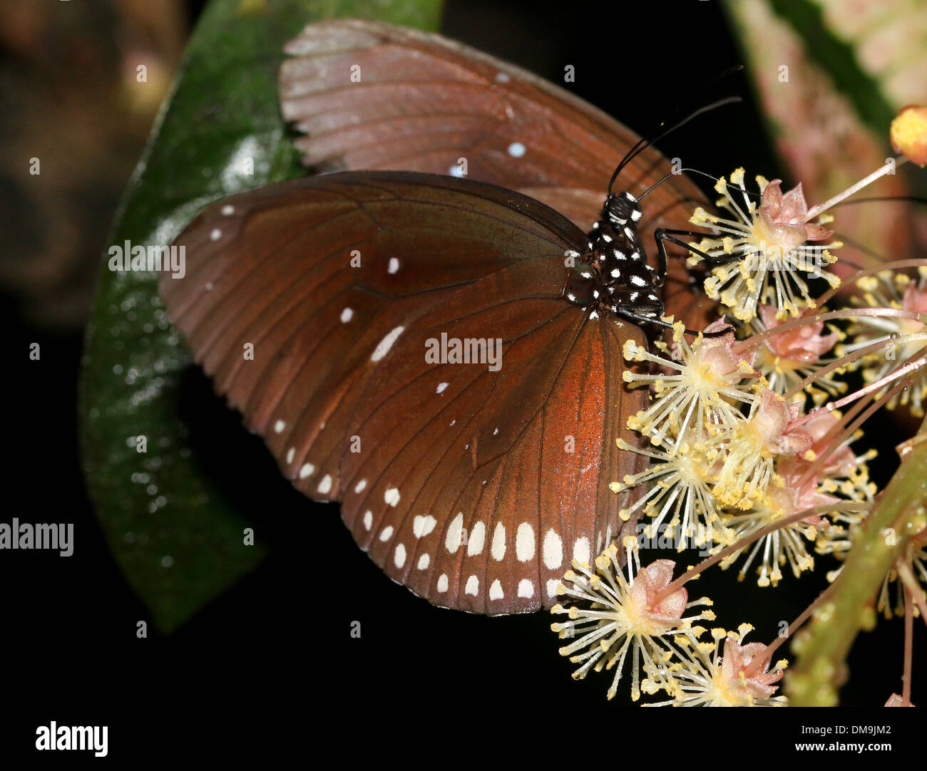 Common crow butterfly hi-res stock photography and images - Alamy