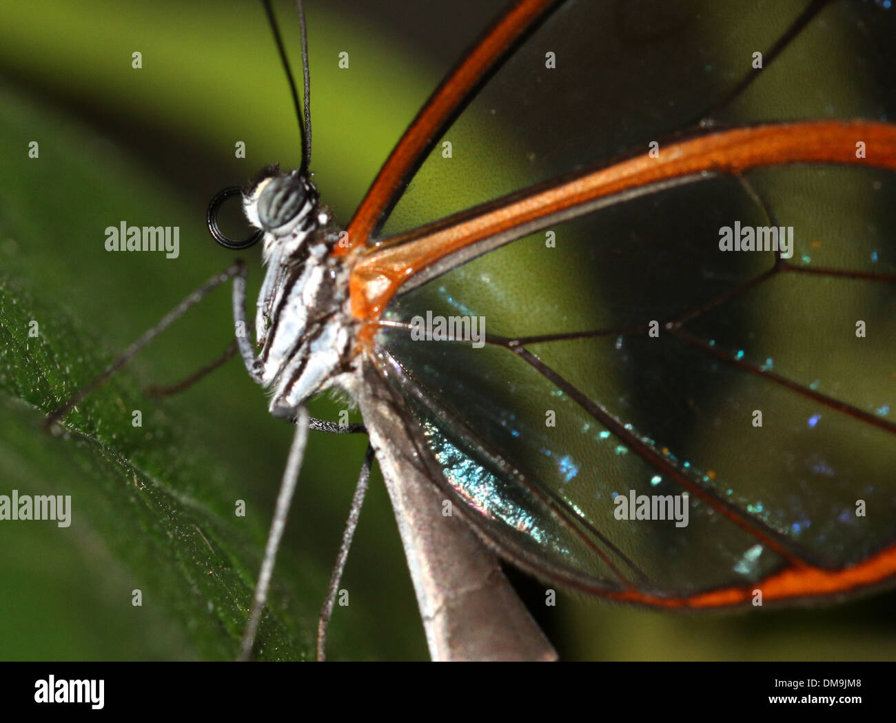 Glasswinged Butterfly Stock Photos & Glasswinged Butterfly Stock Images ...
