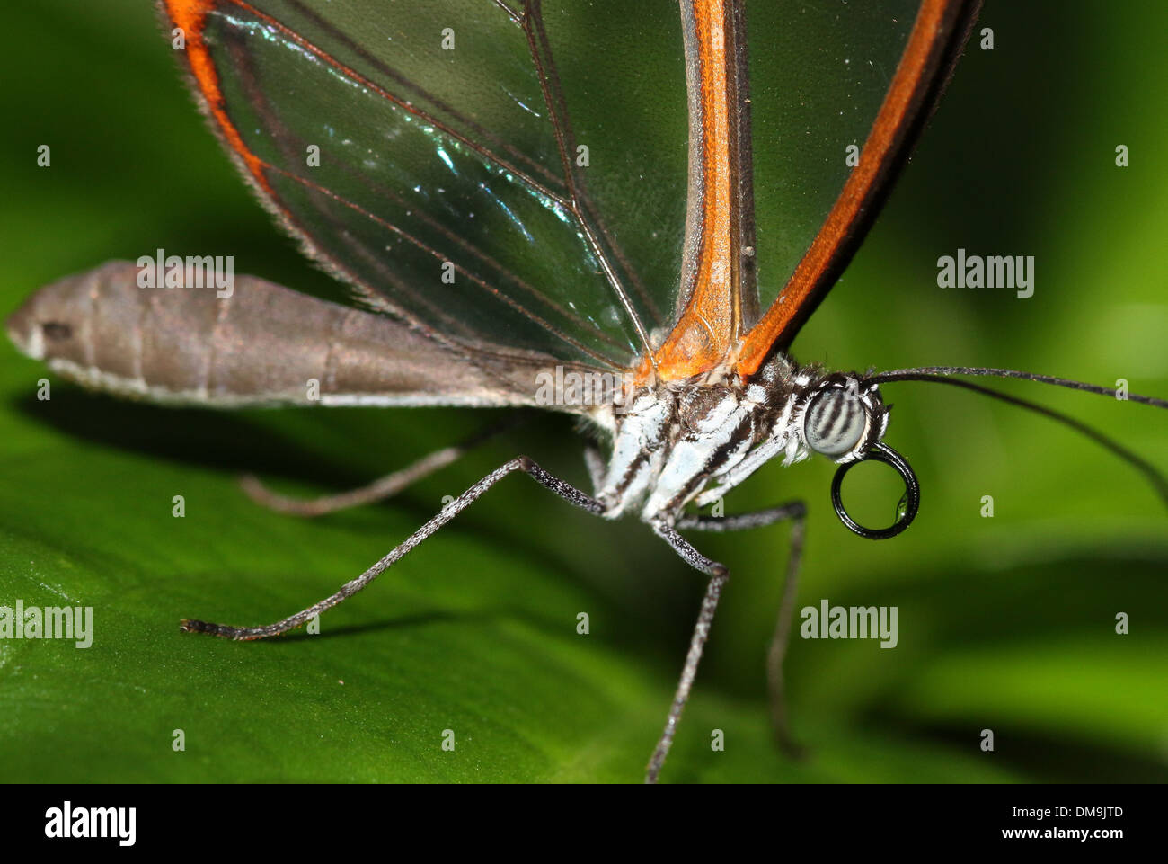 Glasswinged butterfly or Clearwing (Greta oto Stock Photo - Alamy