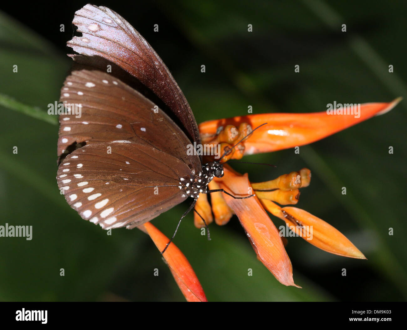 Common crow butterfly hi-res stock photography and images - Alamy