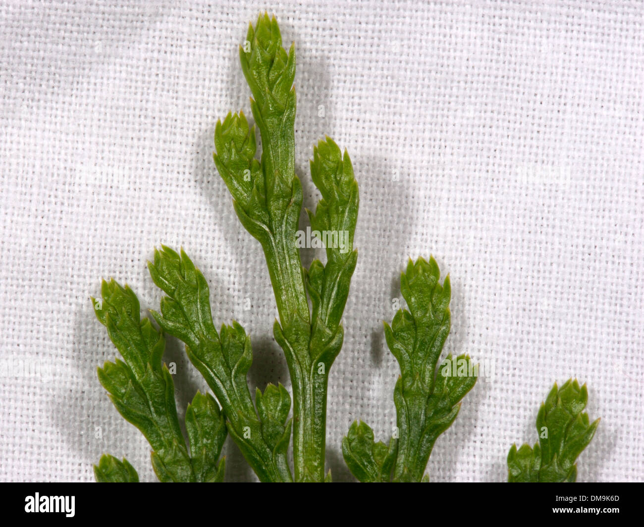 Californian Incense-cedar, Calocedrus decurrens leaves Stock Photo - Alamy