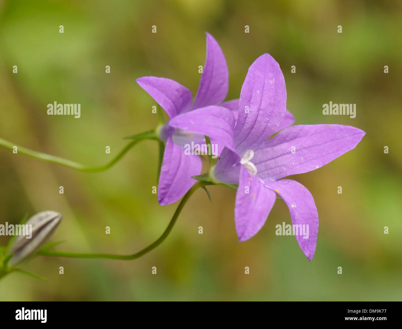 Spreading Bellflower, Campanula patula Stock Photo - Alamy