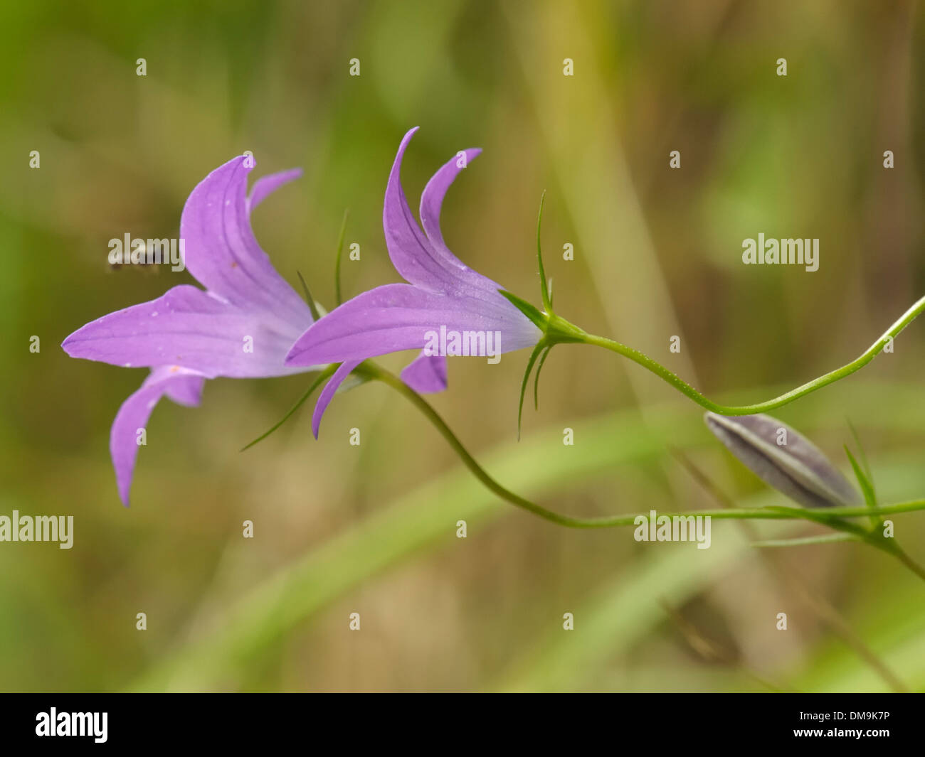 Spreading Bellflower, Campanula patula Stock Photo - Alamy