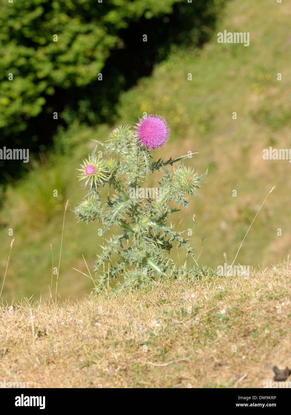 Carduus nutans hi-res stock photography and images - Alamy