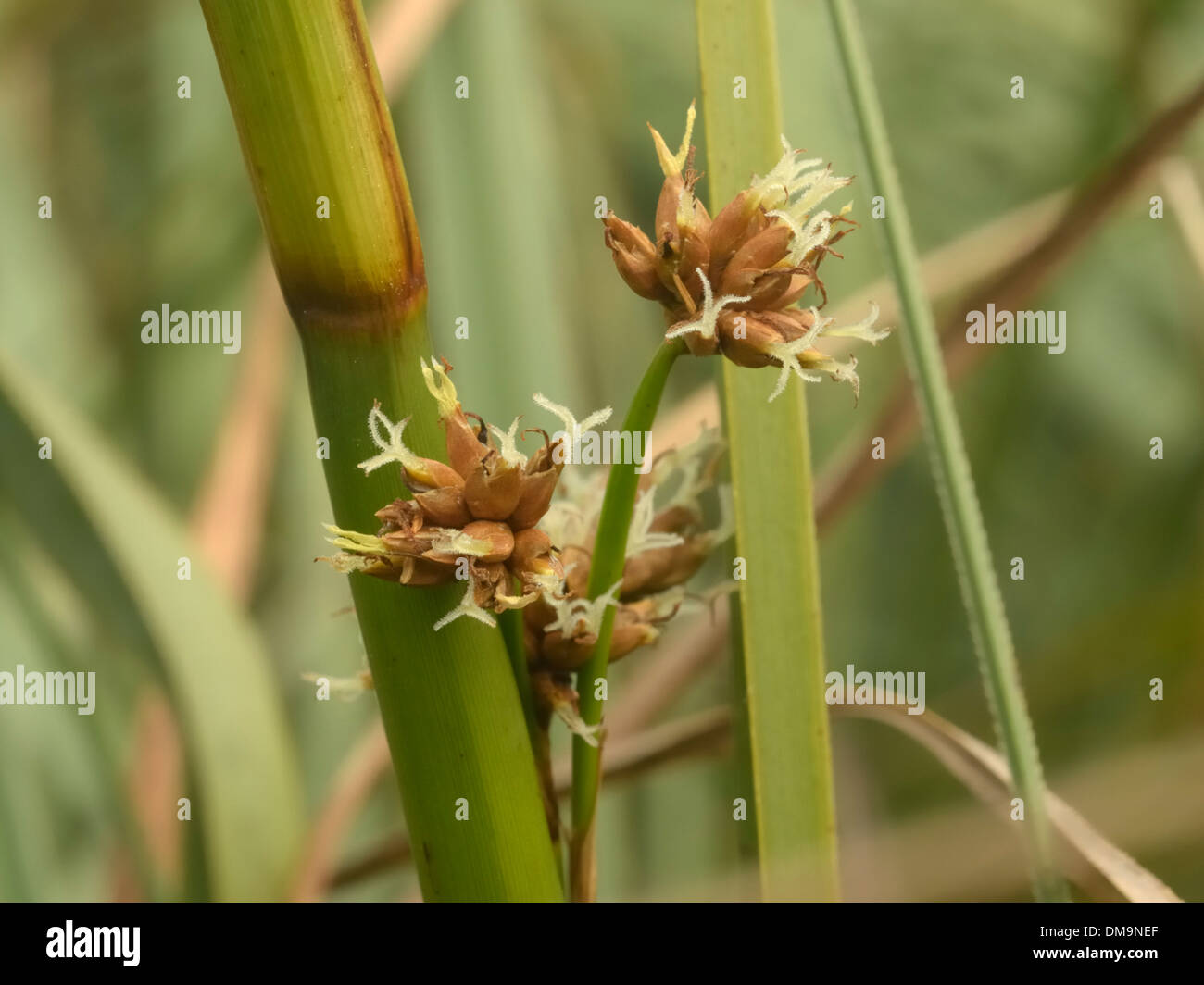 Cladium hi-res stock photography and images - Alamy