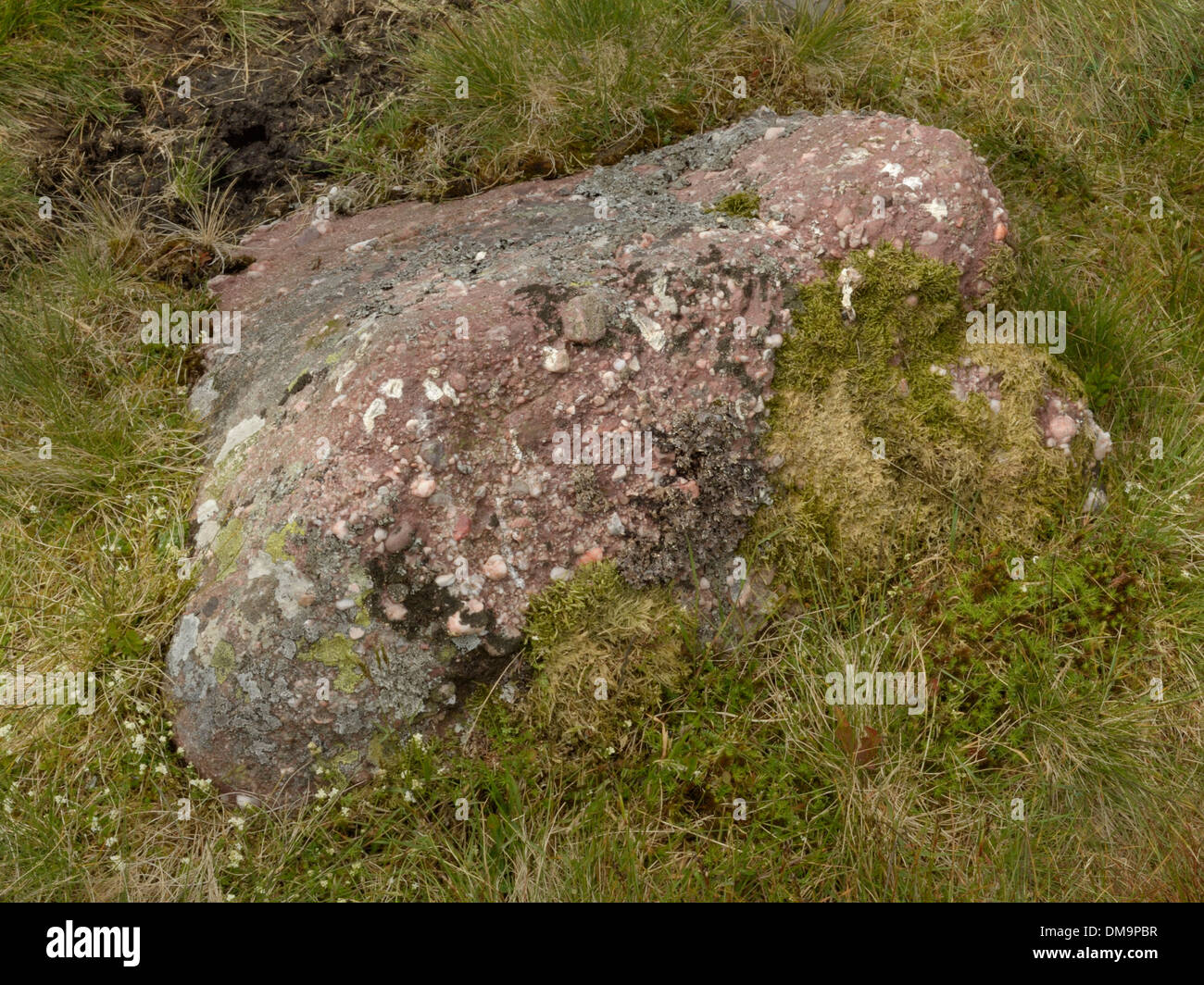 Conglomerate stone hi-res stock photography and images - Alamy