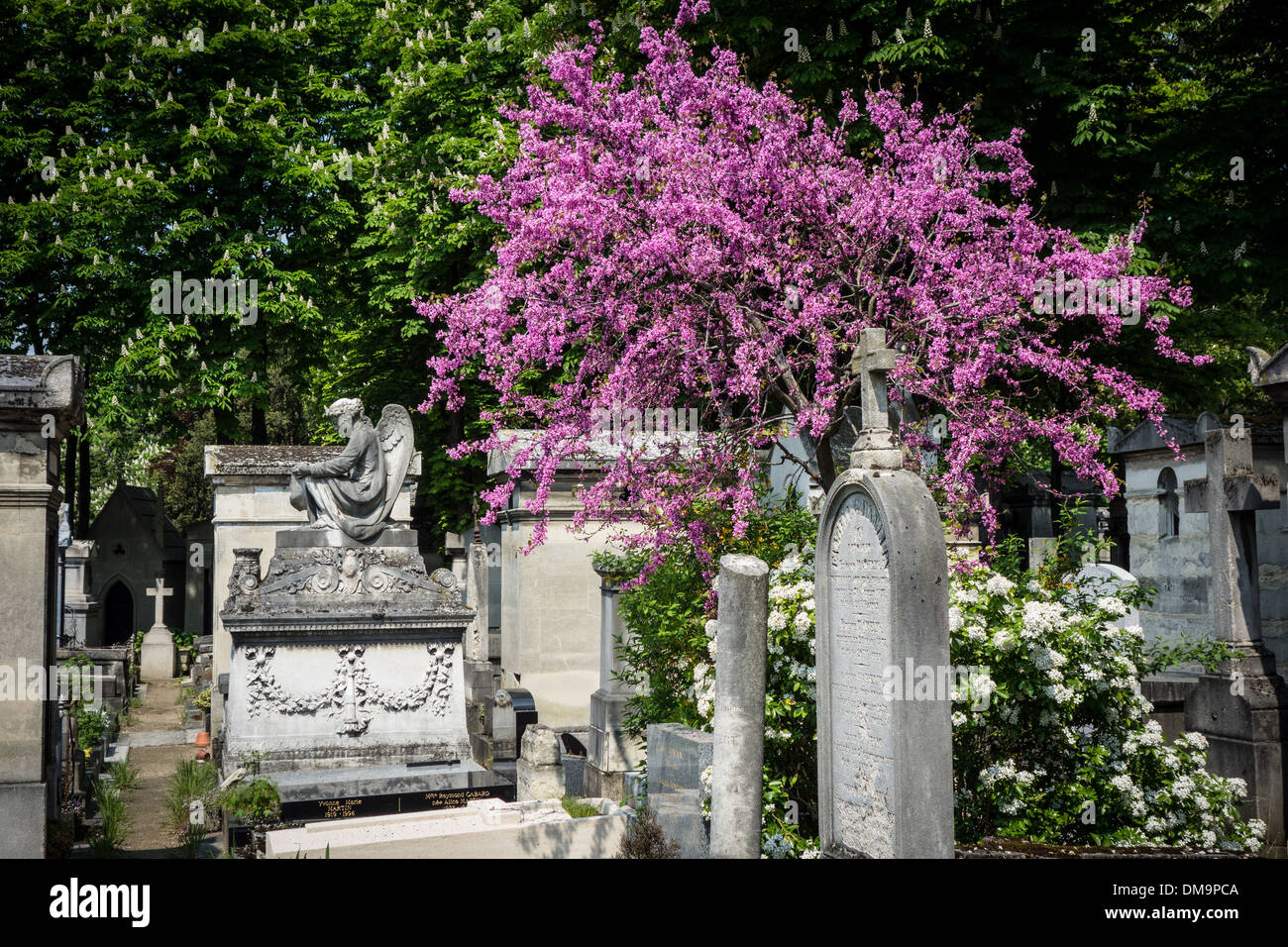 FLOWERING PINK CHERRY TREE IN SPRING, PERE-LACHAISE CEMETERY, PARIS ...