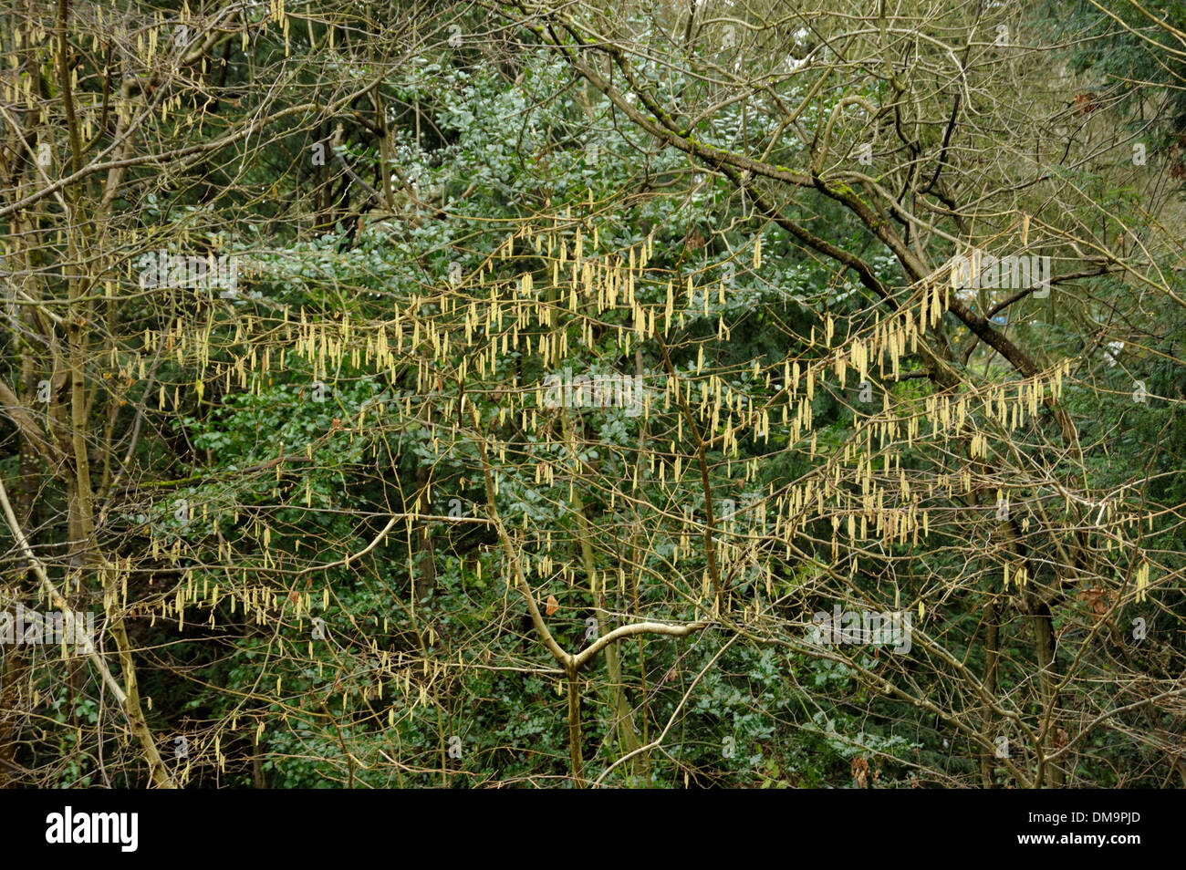 Wild hazel corylus avellana hi-res stock photography and images - Alamy